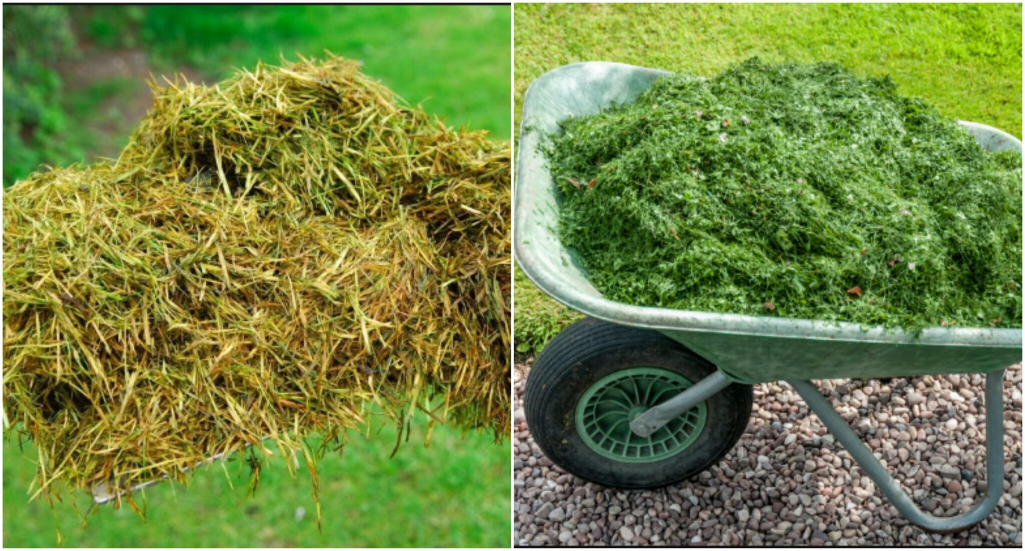 Things To Do With Grass Clippings You Probably Never Thought Of