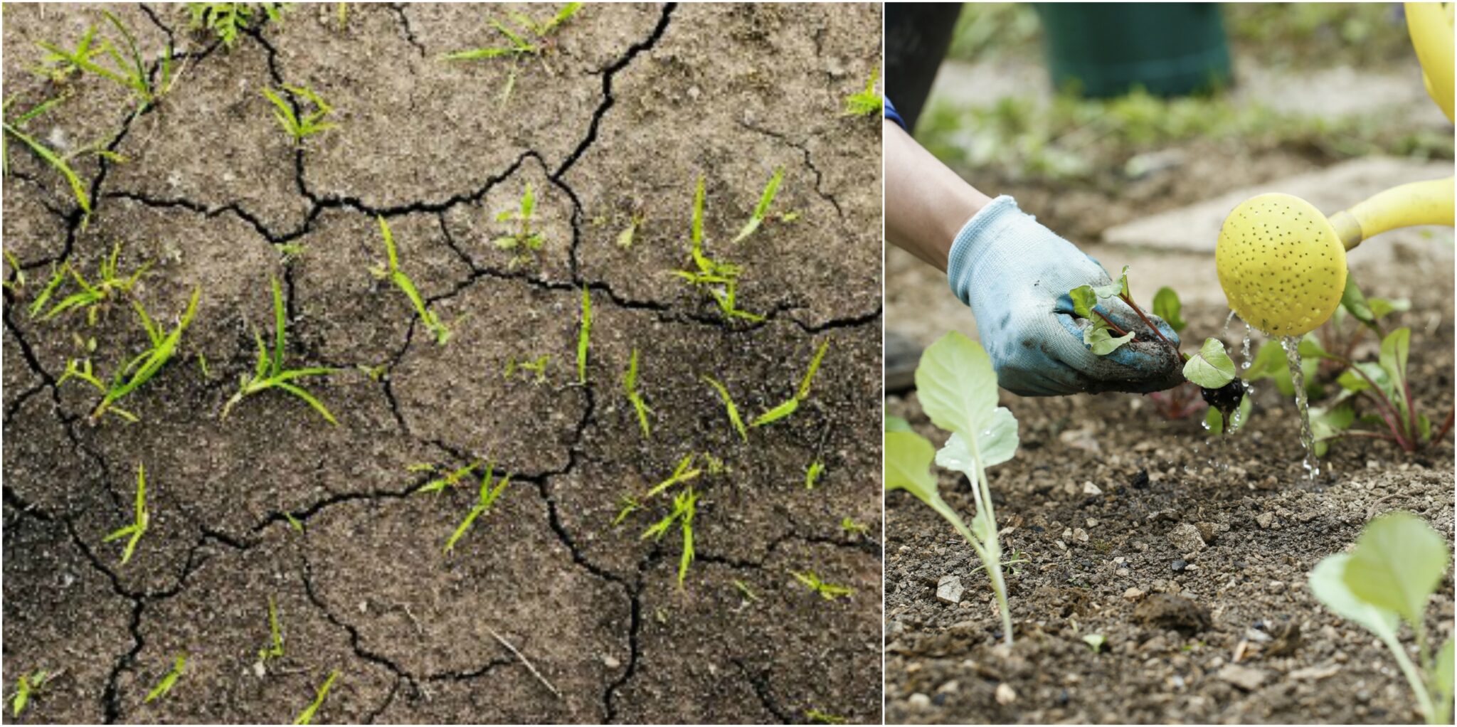 What To Do When Soil Dries Out Too Fast In The Garden