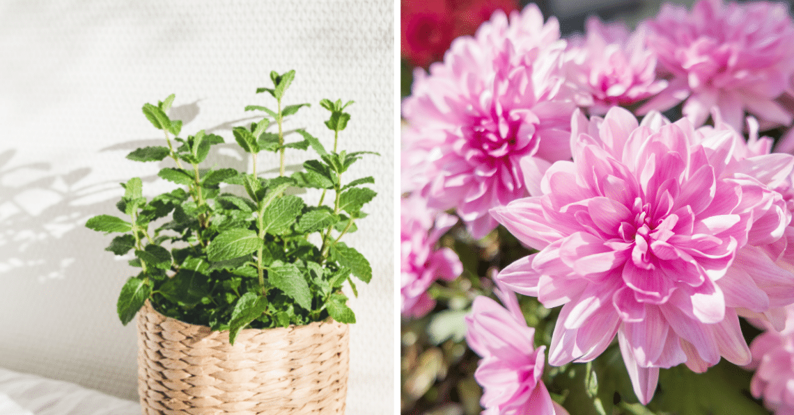 10 Plants That Attract Positive Energy and Make you Feel Happier
