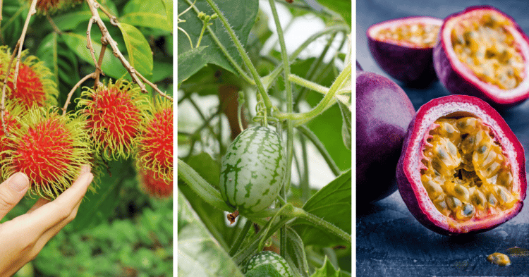 10 Unique Fruits You Can Grow At Home