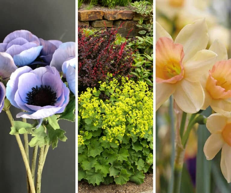 Top 12 Mythical Flowers And Plants