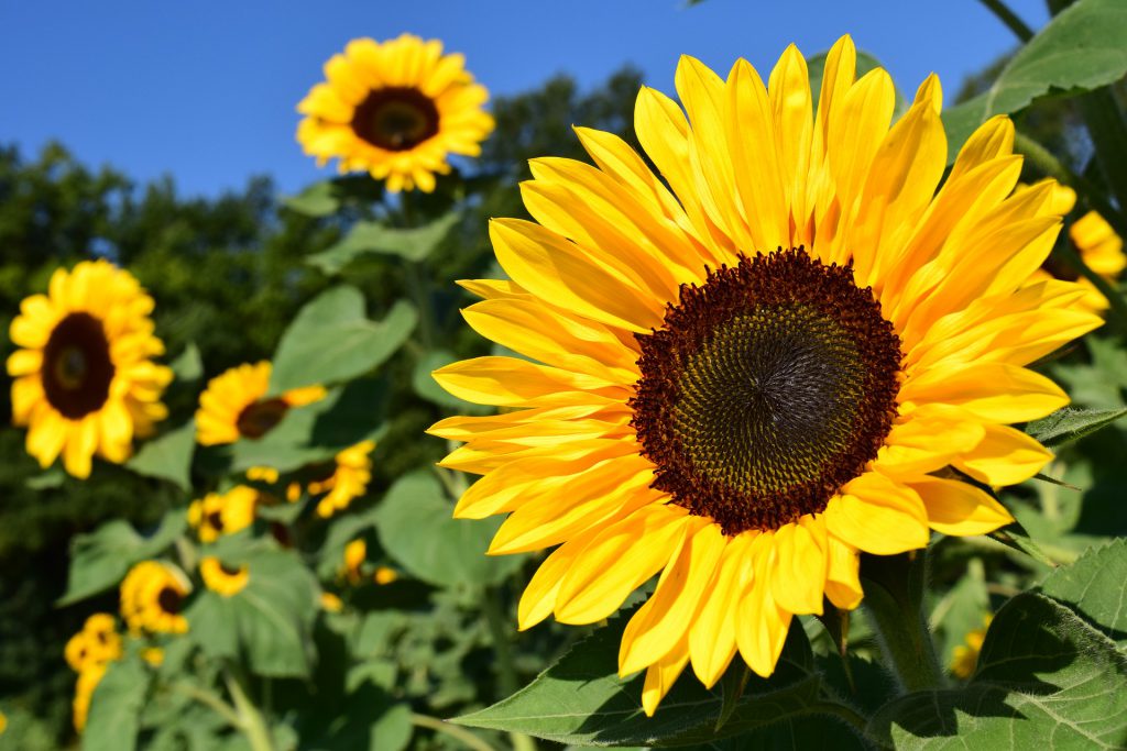 Top 12 Mythical Flowers And Plants