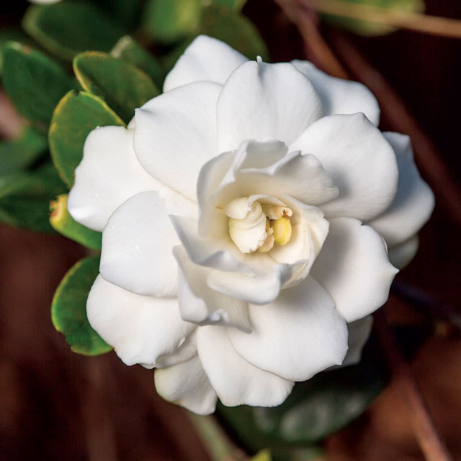 Gardeners’ Top Picks: The Most Delightfully Fragrant Flowers