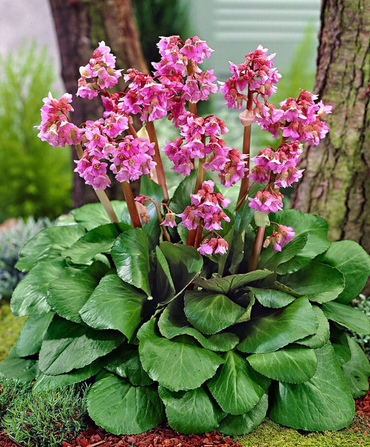 How To Grow And Care For A Bergenia Plant A Complete Guide
