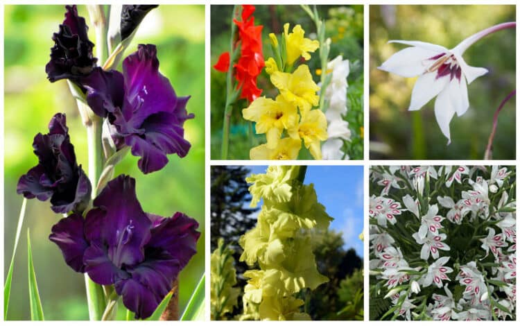 10 Stunning Gladiolus Varieties to Brighten Your Garden with Colorful ...
