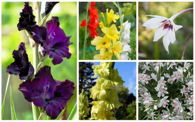 10 Stunning Gladiolus Varieties to Brighten Your Garden with Colorful ...