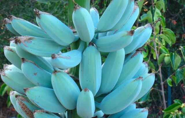 Blue Java Bananas: Everything You Need To Know About This Magical Fruit
