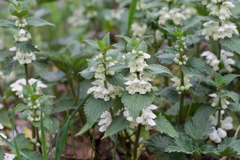 10 Beautiful White Flowering Perennials
