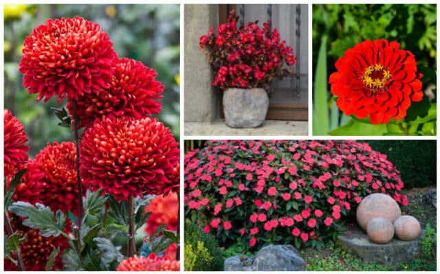 10 Beautiful Bold Red Annuals For your Garden