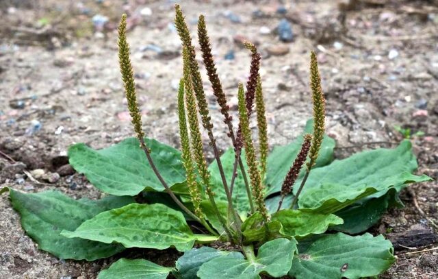 Everything About the Plantain Herb: Benefits, Identification & 7+ Ways ...