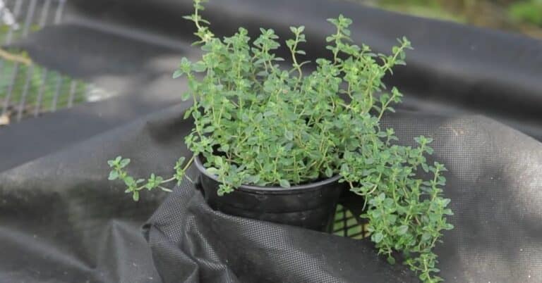8 Effective Ways to Use Black Plastic in the Garden: A Gardener’s ...