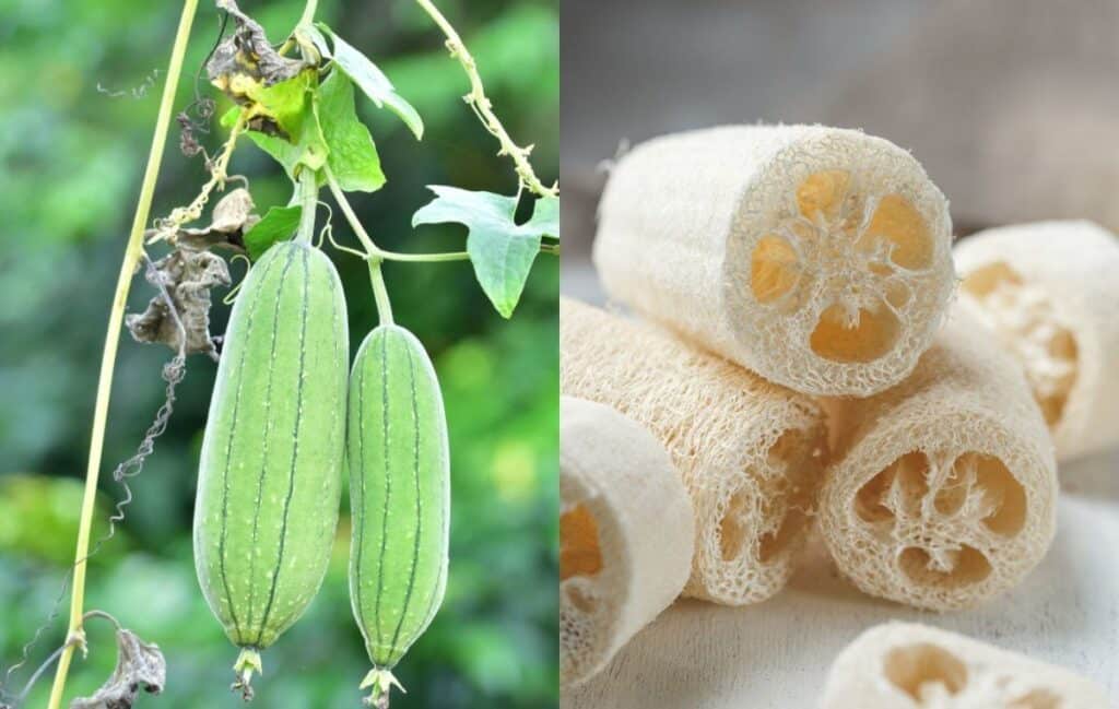 How to Grow Luffa (Loofah) and Turn Them Into Natural Sponges
