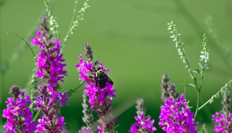 How to Create a Bee-Friendly Garden to Help Save the Bees