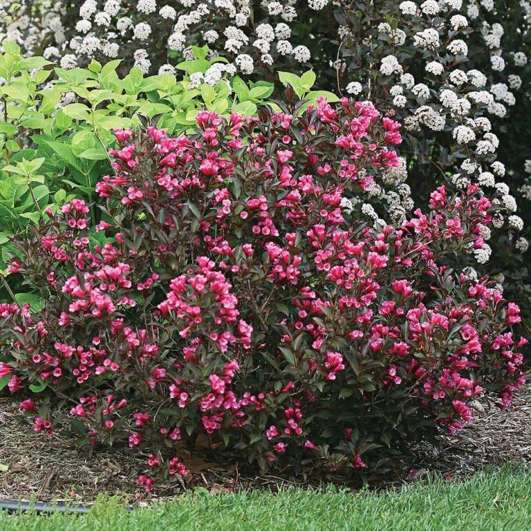 12 Bold and Beautiful Black Plants to Add Drama and Contrast to Your Garden