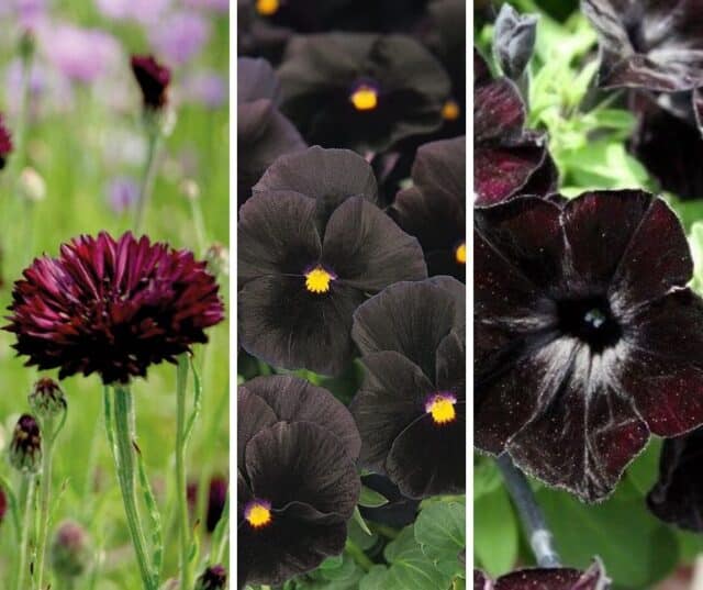12 Bold and Beautiful Black Plants to Add Drama and Contrast to Your Garden