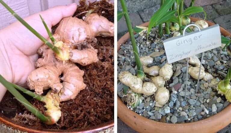 How to Grow Ginger in Pots: A Simple Way to Keep a Fresh Supply at Home