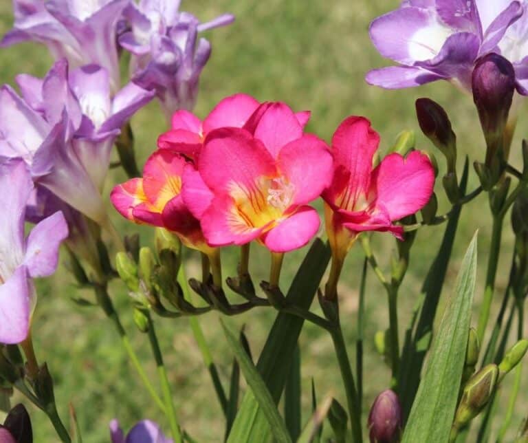 The Best Flowers and Plants You Can Grow in October