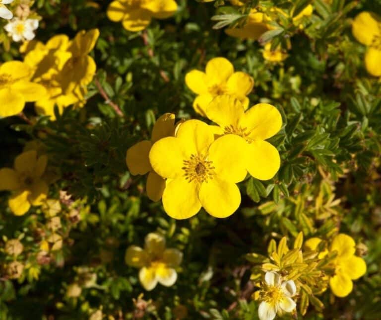 10 Beautiful Shrubs With Cheerful Yellow Flowers to Brighten Up your Garden