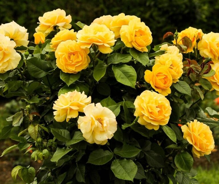 10 Beautiful Shrubs With Cheerful Yellow Flowers to Brighten Up your Garden