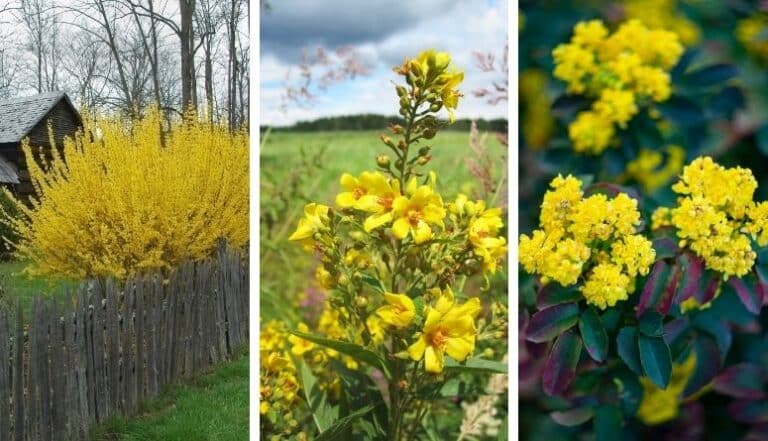 10 Beautiful Shrubs With Cheerful Yellow Flowers to Brighten Up your Garden