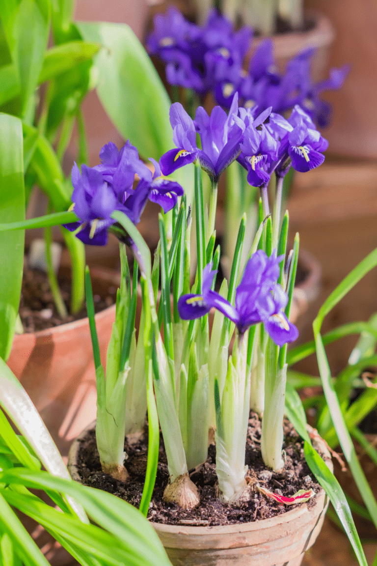 10 Bulbs To Plant Late in February That Will Bloom First In Spring