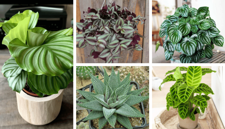 15 Breathtaking Zebra Print Houseplants You Can Grow Today