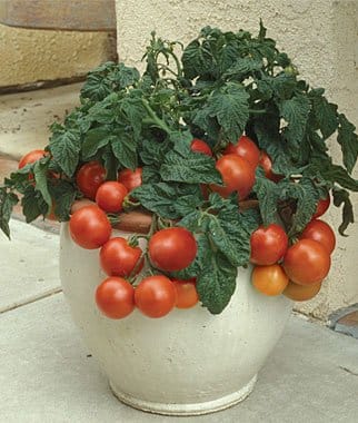 Top 11 Tomato Varieties Perfect for Container Gardening (Grow Juicy ...