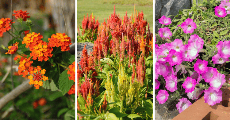 10 Colorful Annuals That Will Bloom Nonstop All Summer Long in Full Sun