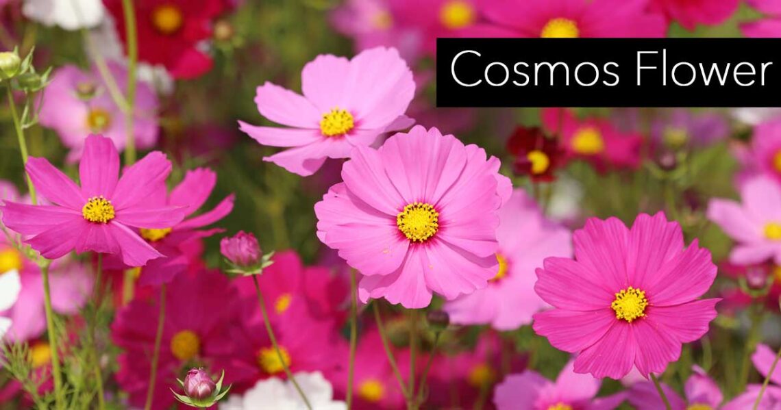 How to Grow and Care For Colorful Cosmos Flowers