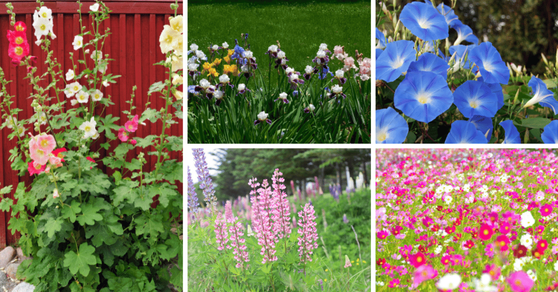20 Easiest Flowers to Grow for Beginners: Low-Maintenance Blooms for a ...