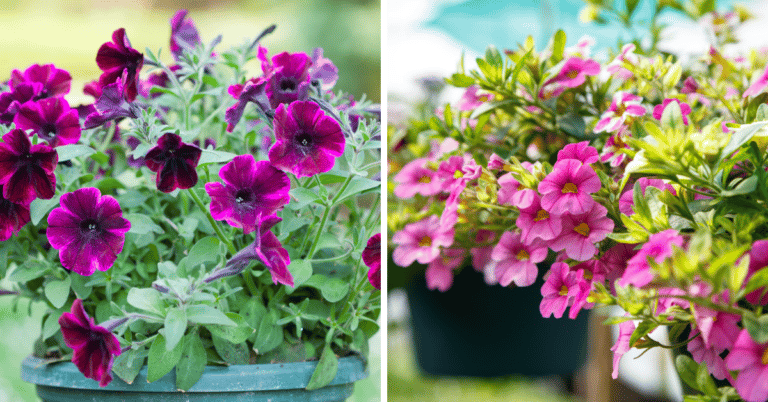 Petunia Flowers: Planting, Growing and Caring for Petunia Plants