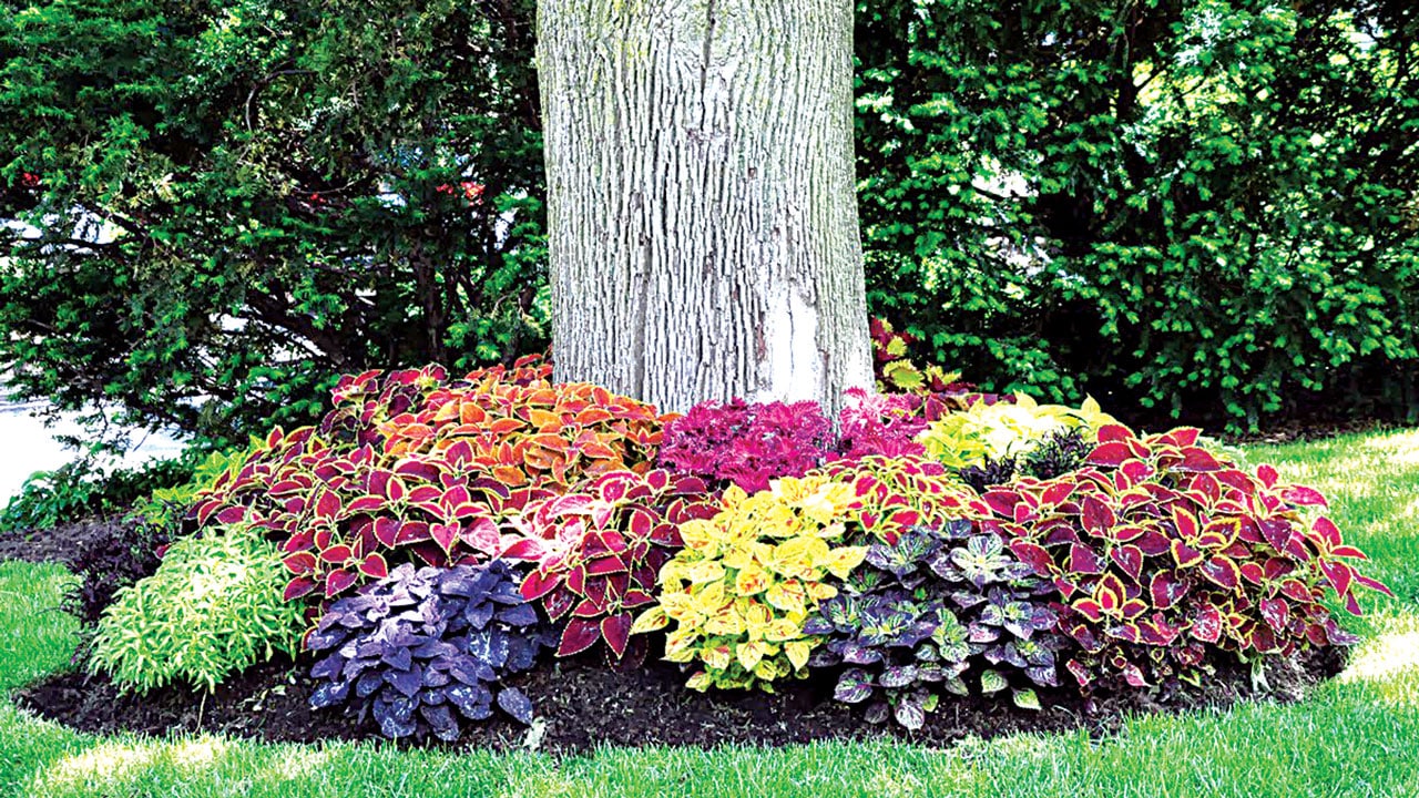 25 Beautiful Plants That Grow Well Under Trees
