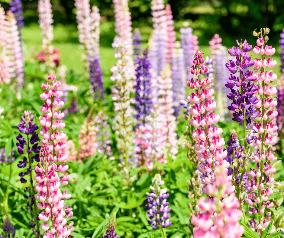 31 Colorful Winter Plants that Will Liven up Your Garden