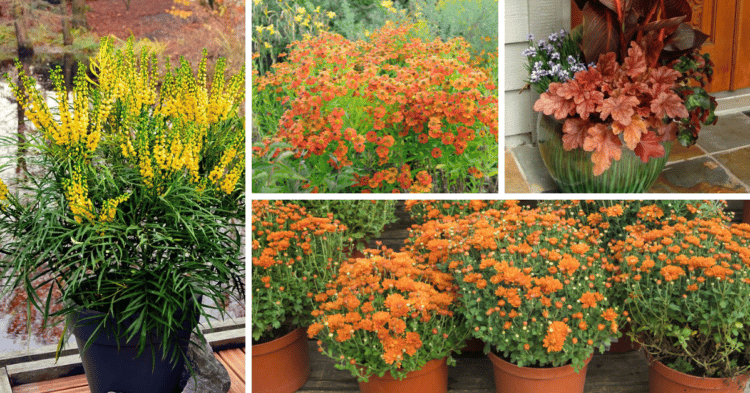 16 Great Fall Flowers for Containers: Add Color to Your Porch and Patio ...