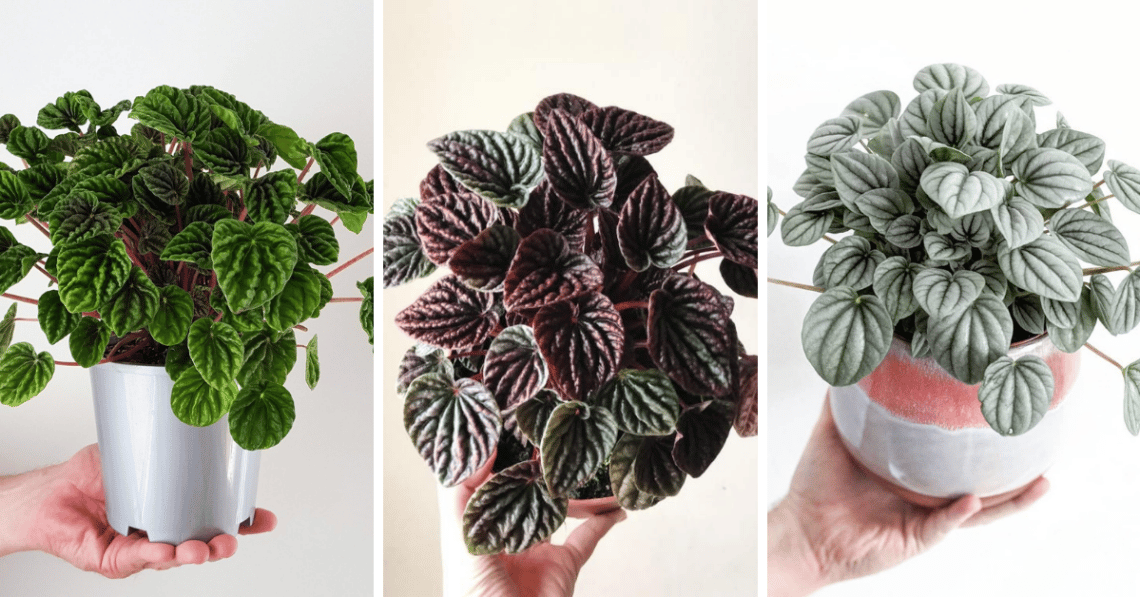 How to Grow Your Own Ripple Peperomia (Emerald, Red, Silver)