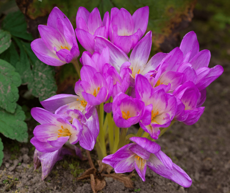 10 Bulbs To Plant Late in February That Will Bloom First In Spring