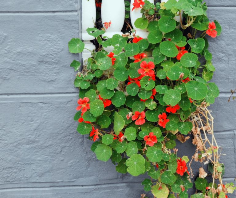 15 Flowering Vines That Will Transform Your Garden with Height, Color ...
