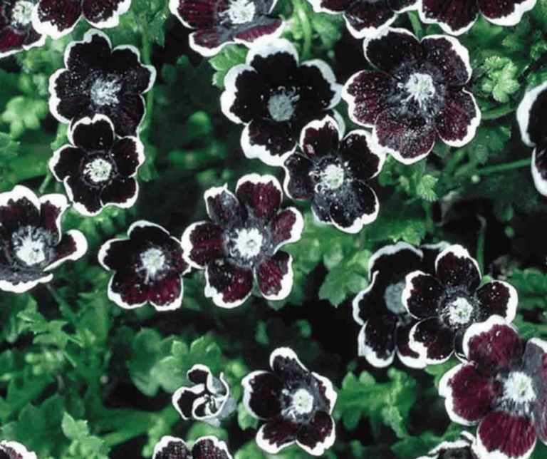 25 Gorgeous Black Flowers to Goth Up Your Garden