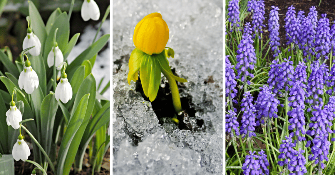 13 Beautiful Spring-Blooming Bulbs That Feed Pollinators and Brighten ...