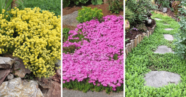 20 Low-Maintenance Ground Cover Plants to Beautify Your Yard