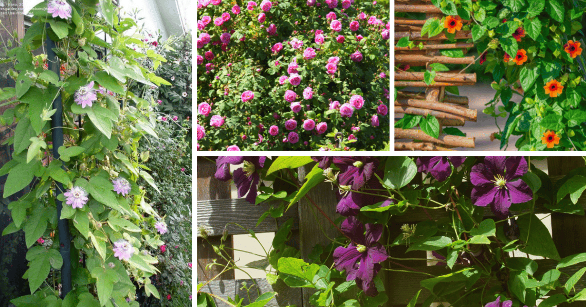 15 Flowering Vines That Will Transform Your Garden with Height, Color ...