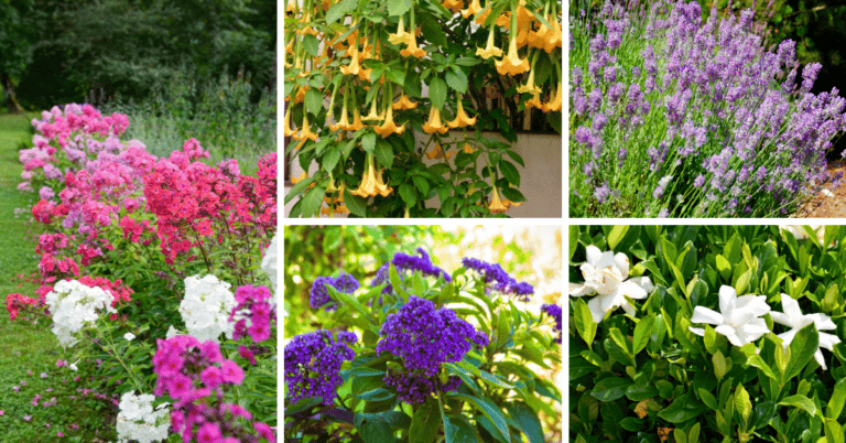 15 Fragrant Flowers That Make a Garden Smell Amazing