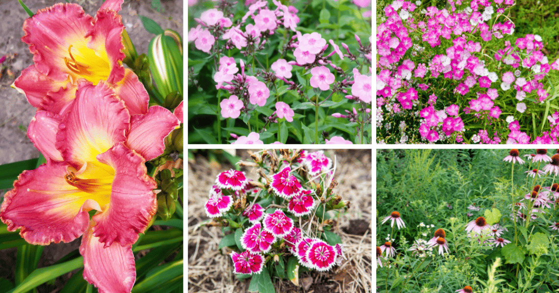 15 Pretty Pink Plants that Will Beautify Your Garden