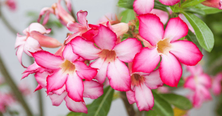 30 Poisonous Flowers To Watch Out For