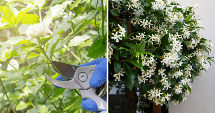 How to Grow Jasmine Plant from Cuttings