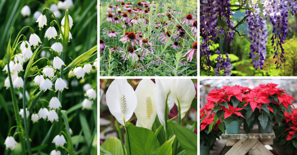 30 Poisonous Flowers To Watch Out For