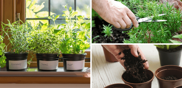 6 Extraordinary Secrets for Growing Herbs You Didn’t Know