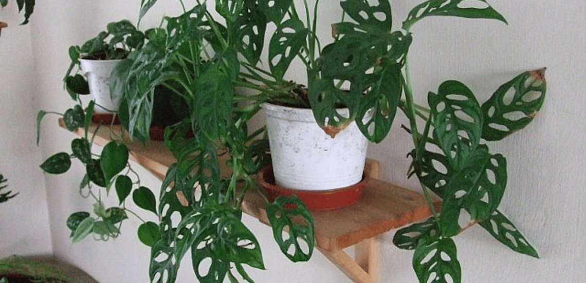 10 Stunning Plants With Shiny, Waxy Leaves