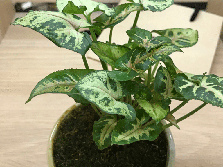 Unlock the Beauty of Your Home with an Arrowhead Plant!