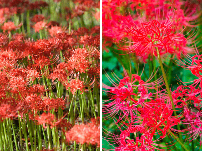 Grow and Care for Red Spider Lilies: A Guide for Gardeners